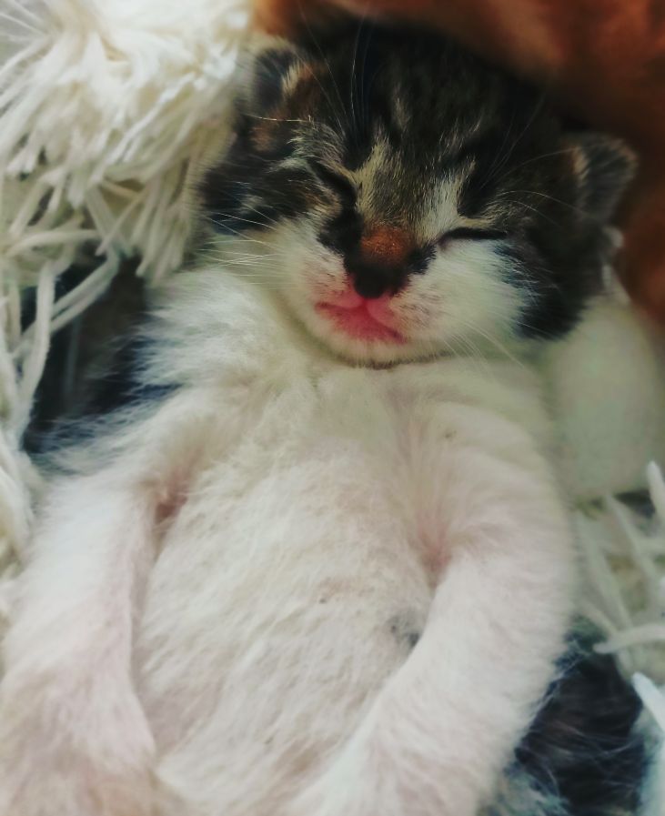 24Kurier.pl - Najpiękniejszy kot 2023 roku (galeria konkursowa)